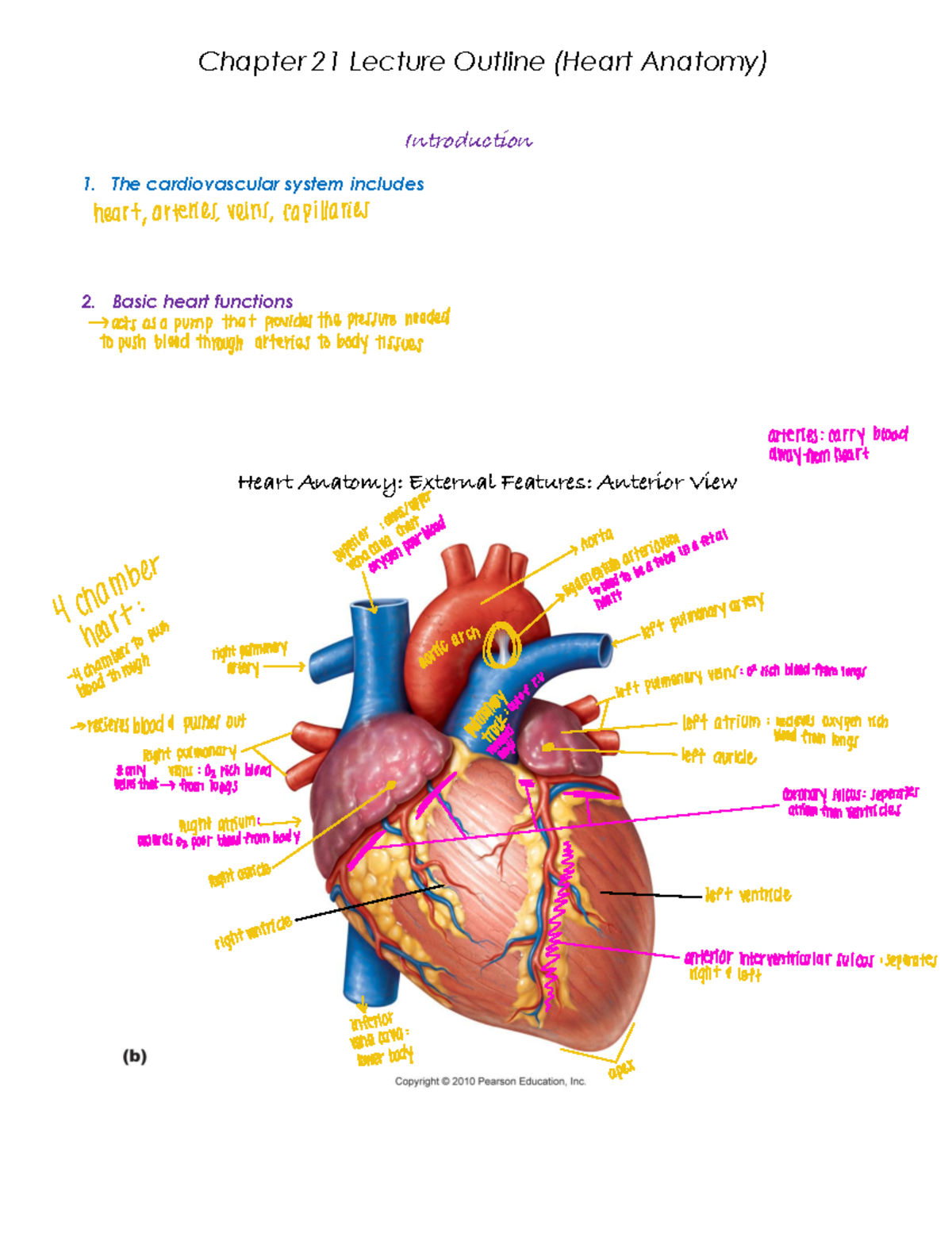 Outline of Chapter 21: Heart Anatomy and Functions - Studocu
