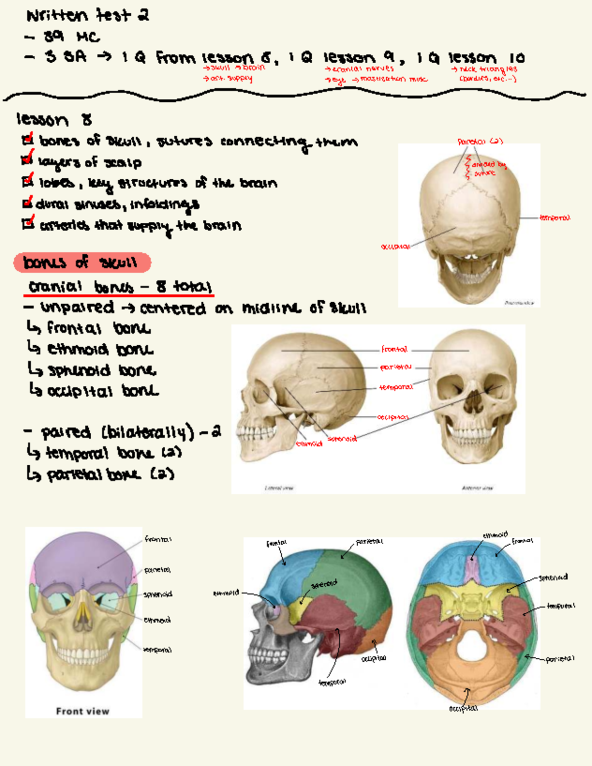 Human Anatomy Notes - Post Midterm Review (ANAT 101) - Studocu