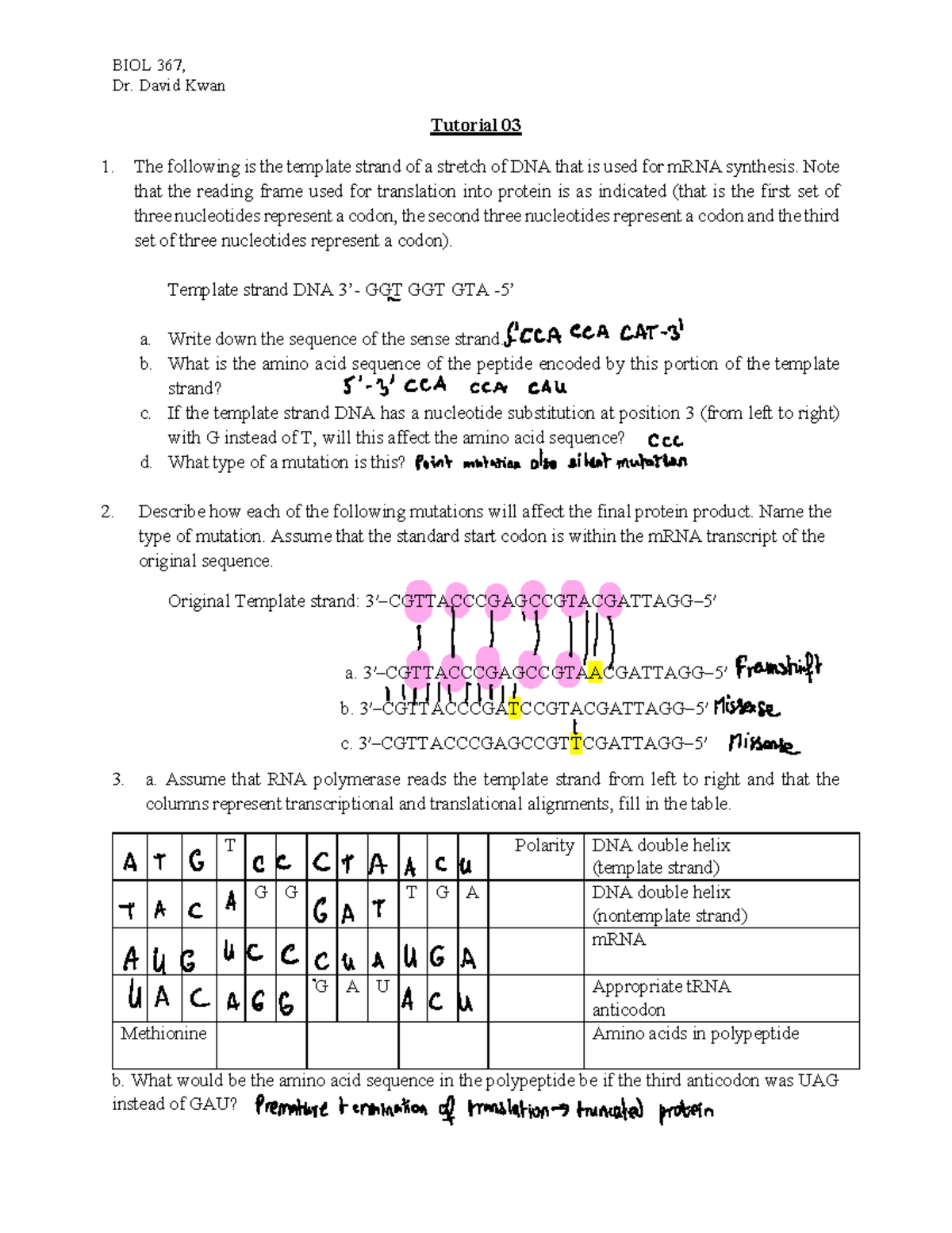 BIOL 367 Tutorial 03: DNA Transcription & Mutation Analysis - Studocu