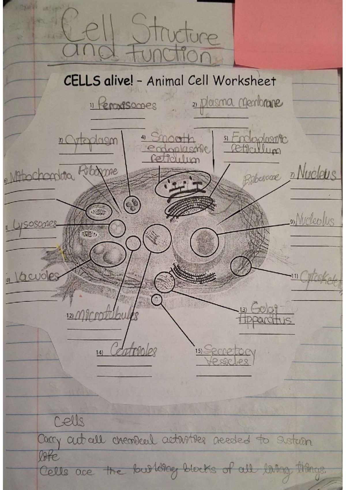 Anatomy & Physiology Review: Cell Structure and Function (BIO 101 ...