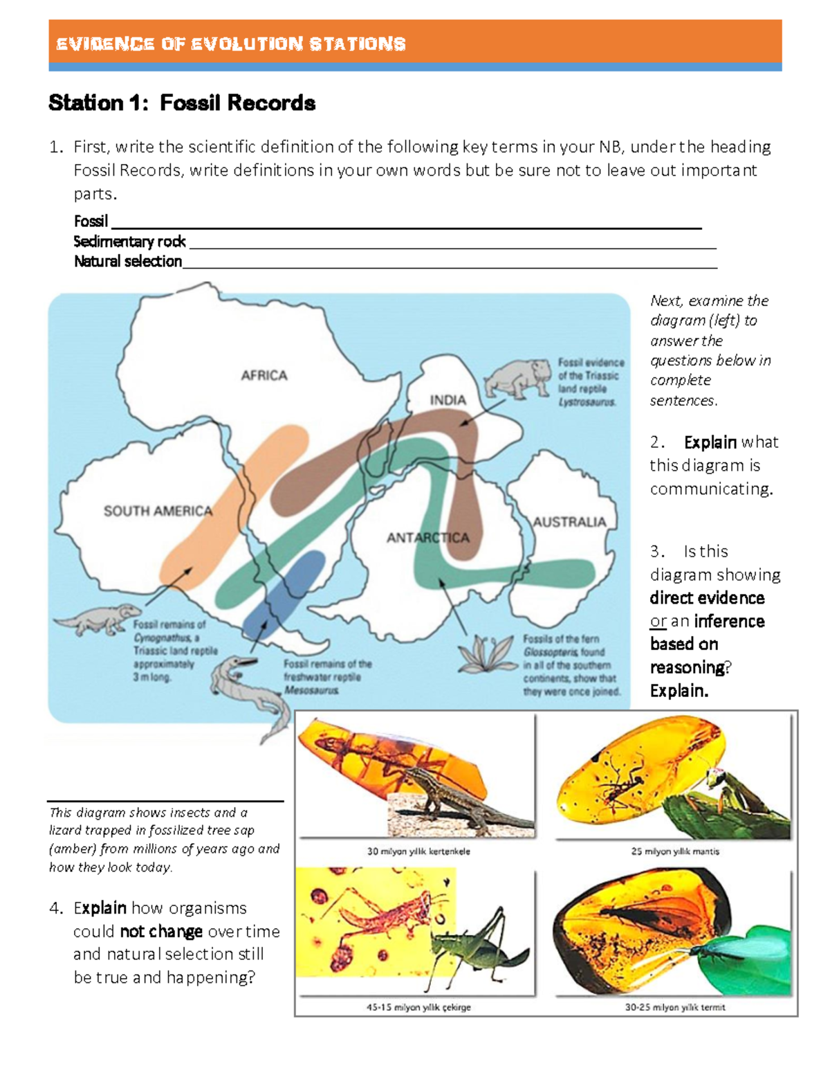 Evidence of Evolution Lab Stations (BIO 101) - Studocu