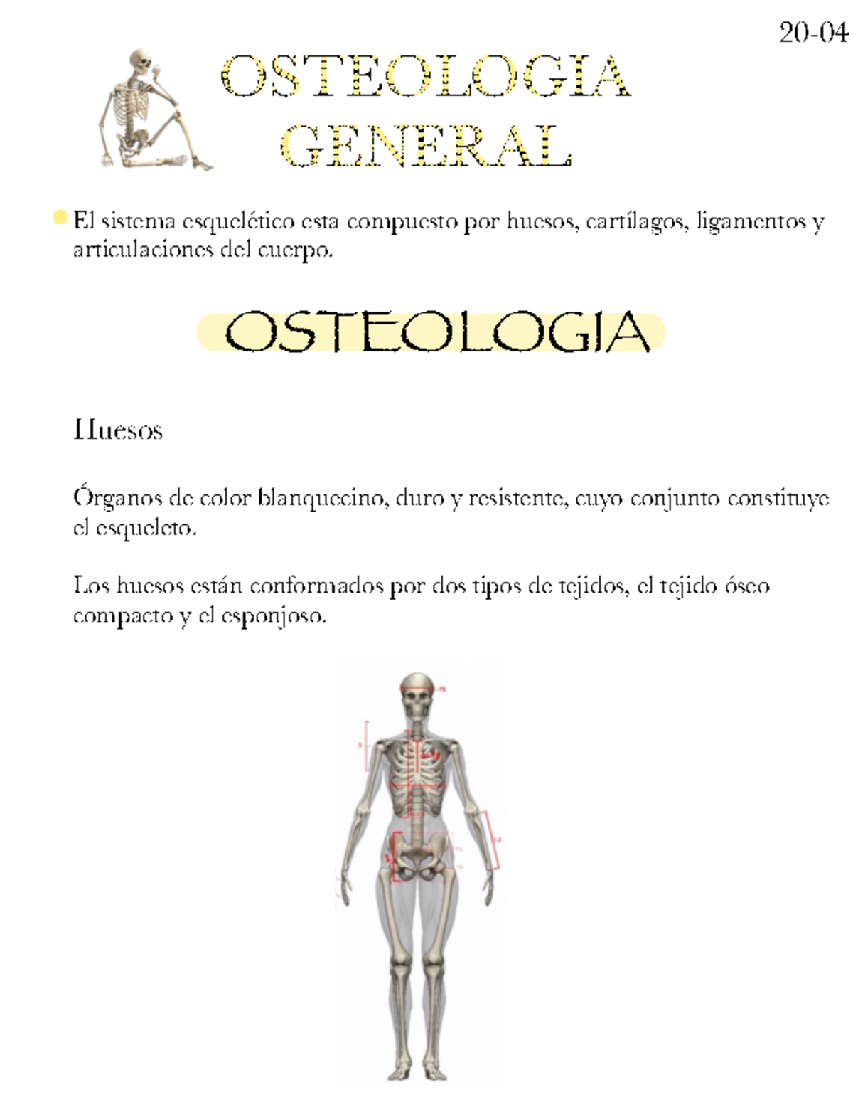 Nº3 Osteología General - OSTEOLOGIA GENERAL El sistema esquelético esta ...