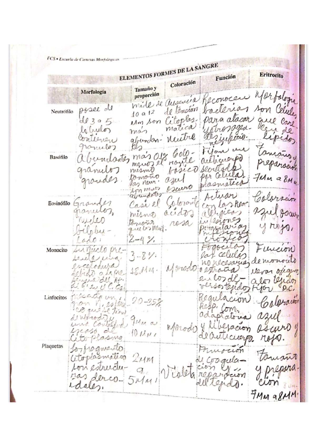 Histología de Alveolos: Estructura y Función del Intercambio Gaseoso ...