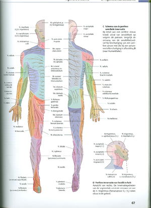 Summary - complete - Alle anatomische structuren (latijnse benamingen ...