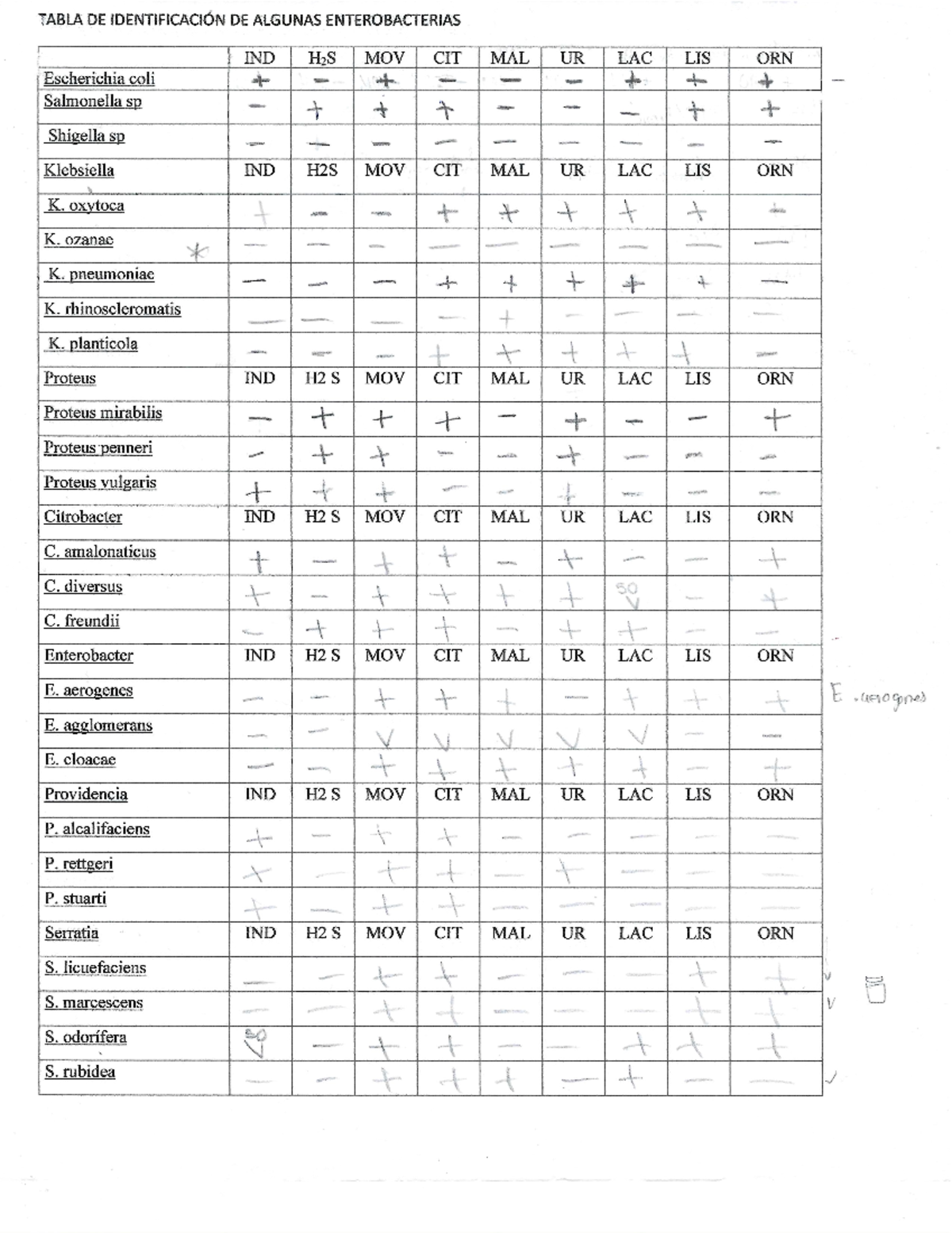Tabla de Identificación de Enterobacterias en Pruebas Bioquímicas - Studocu