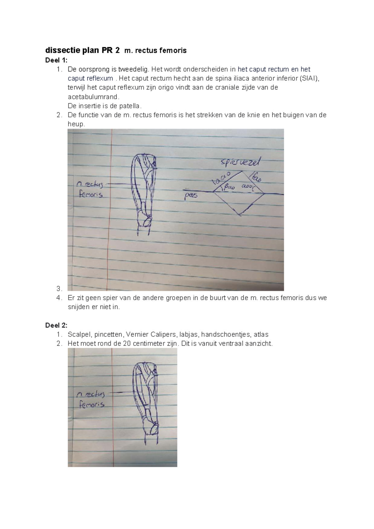 Dissectieplan PR 2: M. Rectus Femoris en Benodigdheden - Studeersnel
