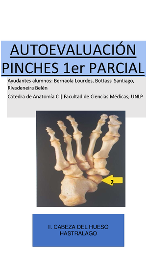 Musculos de la nuca - Músculos de la nuca MÚSCULOS DE LA REGIÓN ...