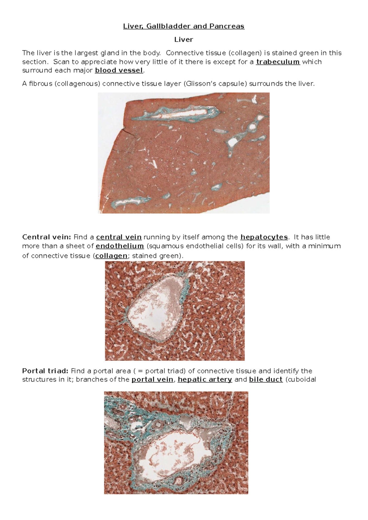 Liver, Gallbladder & Pancreas Histology Notes (BIO 101) - Studocu