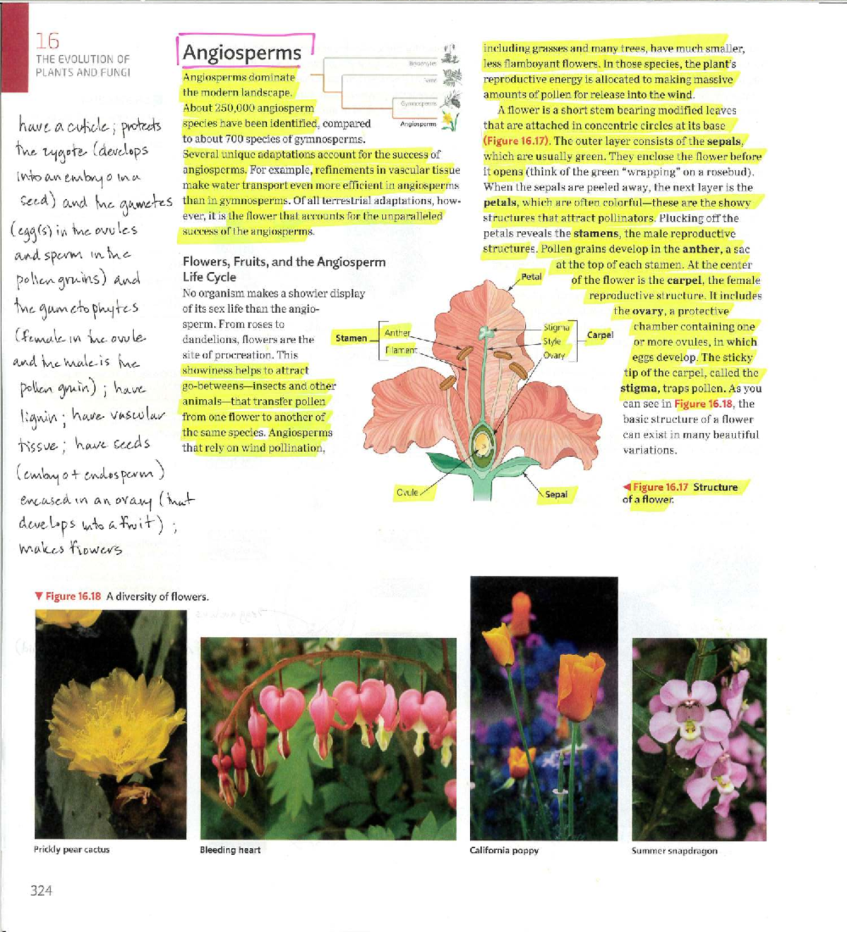 PLANT DIVERSITY: The Evolution and Life Cycle of Angiosperms - Studocu