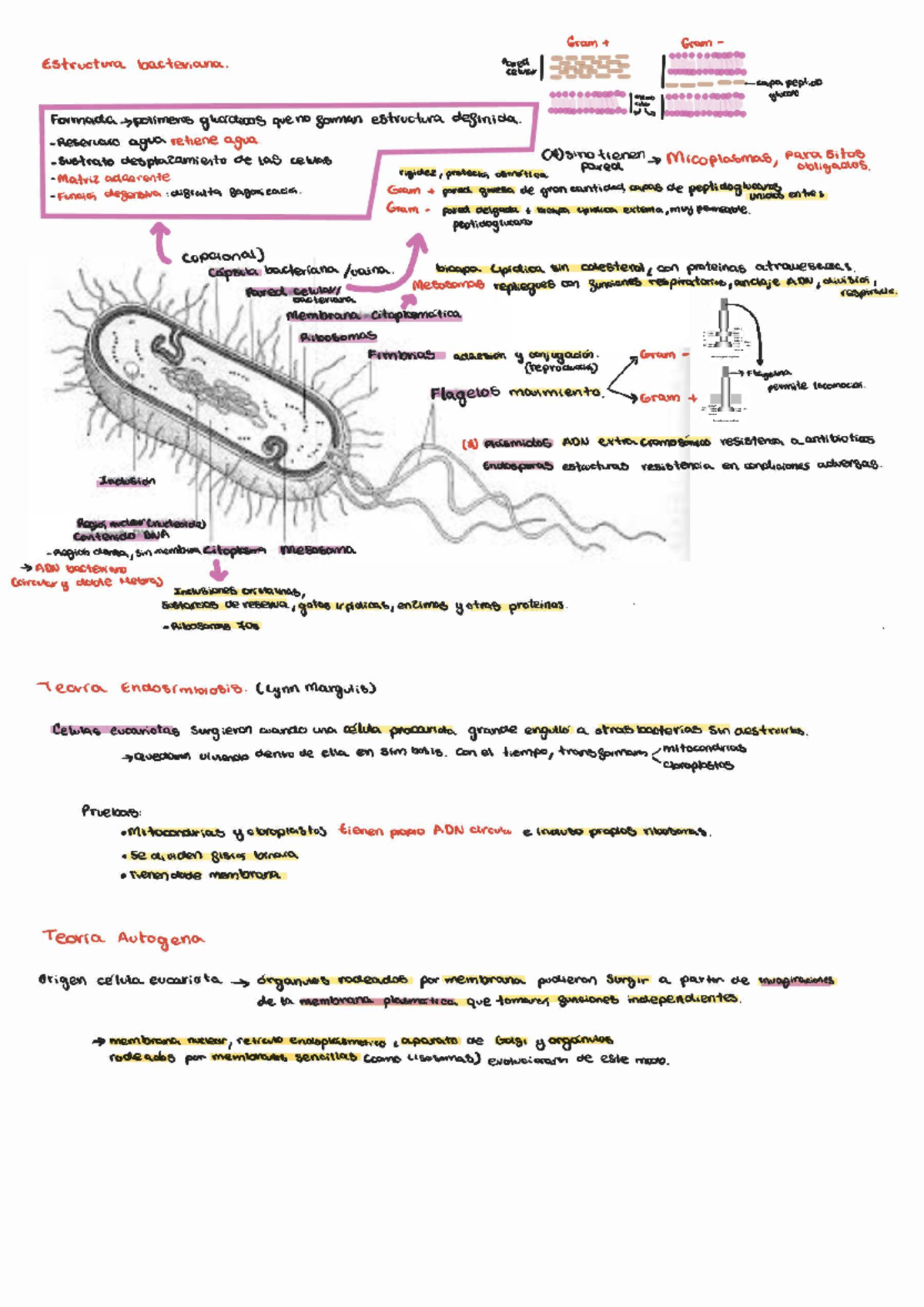 Estructura Bacteriana y Teorías de Evolución Celular - Biología 251203 ...
