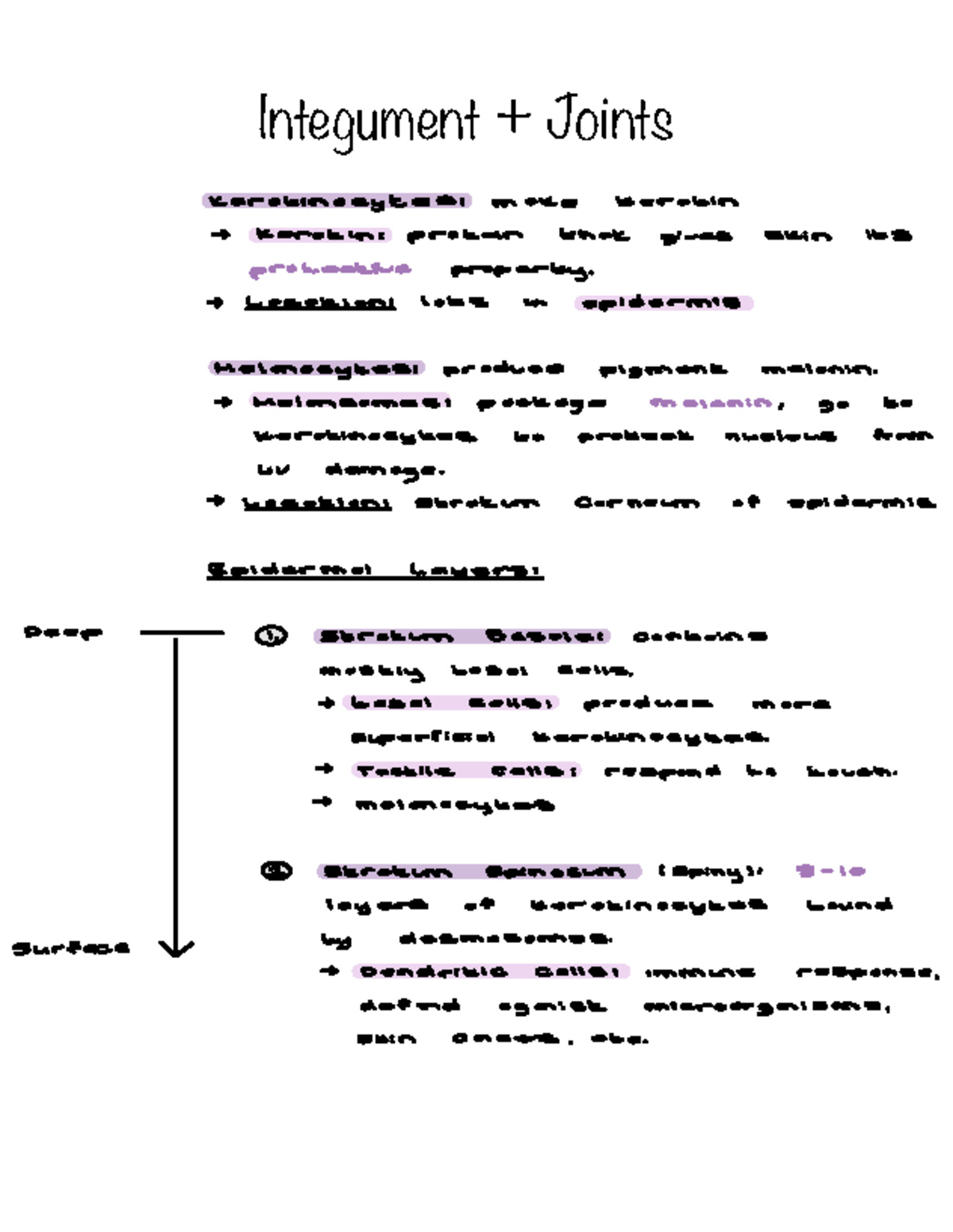 Anatomy of Skin and Joints: Structure & Function (BIO 101) - Studocu
