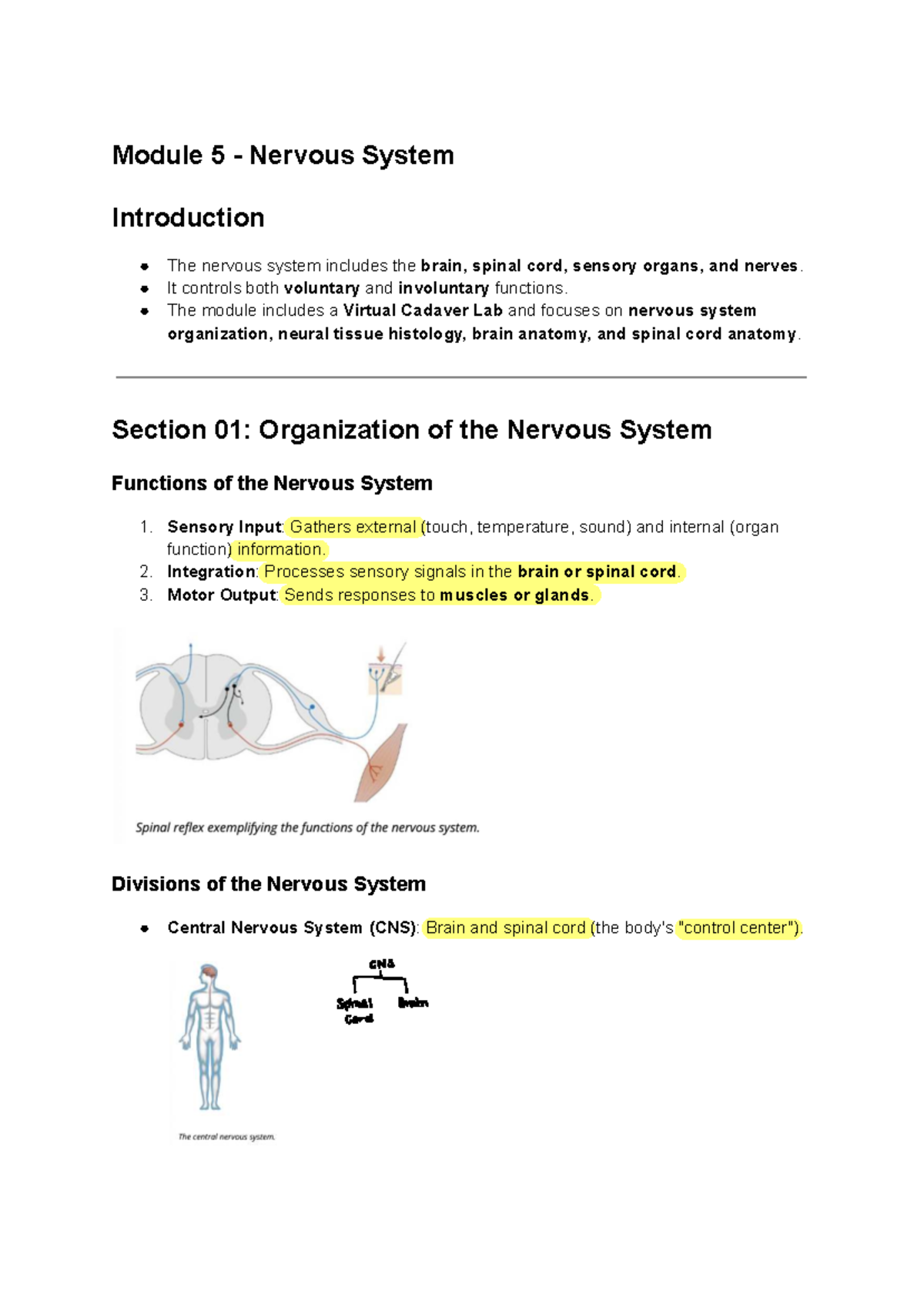Module 5: Introduction to the Nervous System and Its Functions - Studocu