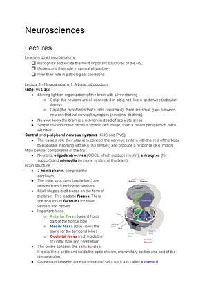 [Solved] Which cortical regions descending pathways brain stem nuclei ...