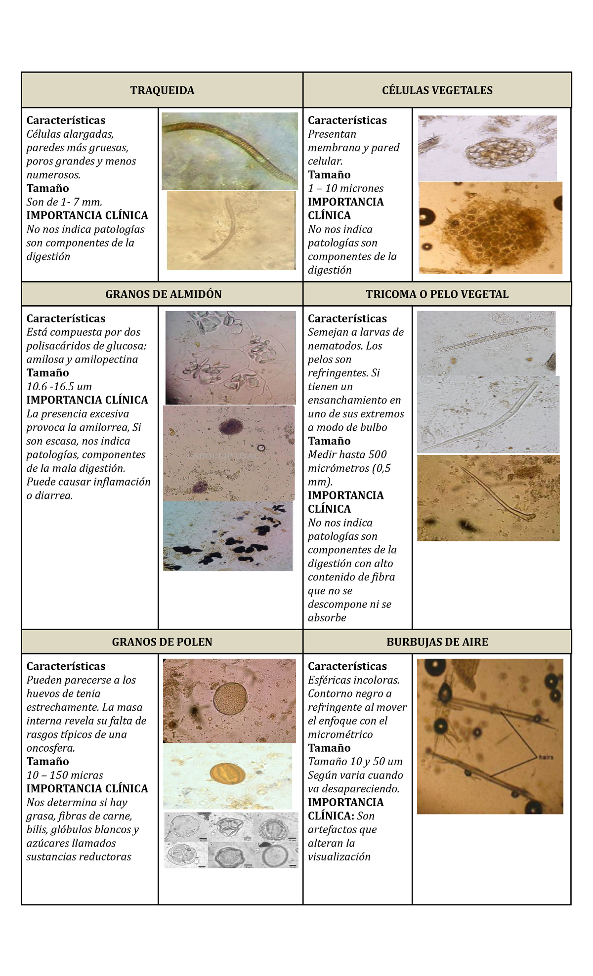 Atlas Original: Anatomía y Patología de las Células Vegetales y ...