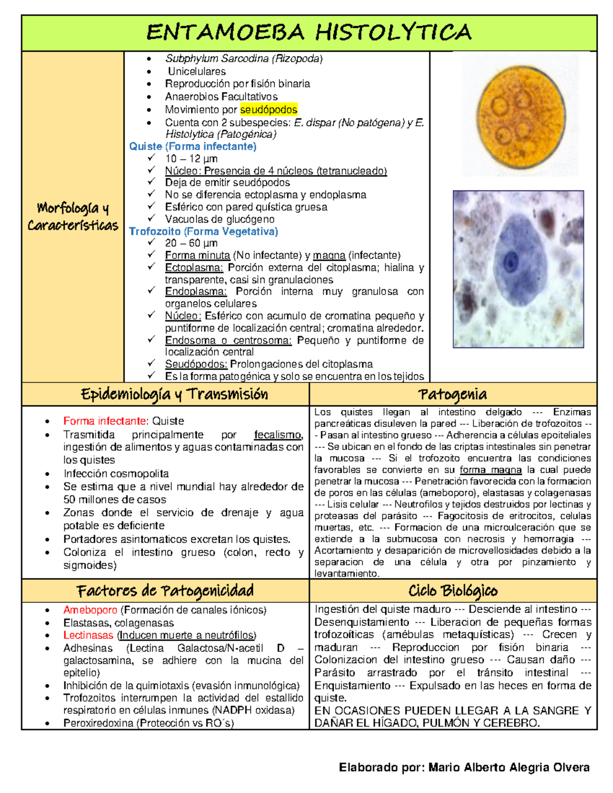 Morfologia Da Entamoeba Histolytica ENTAMOEBA HISTOLYTICA : Ciclo De