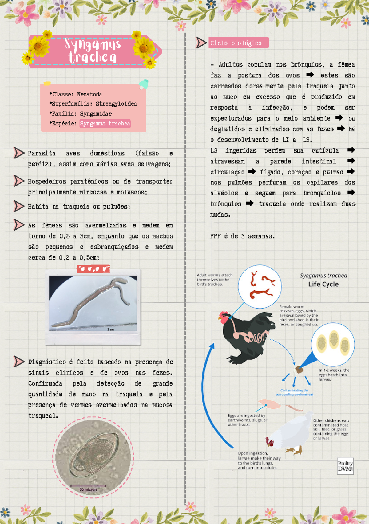 Syngamus trachea: Características e Ciclo Biológico em Aves - Studocu