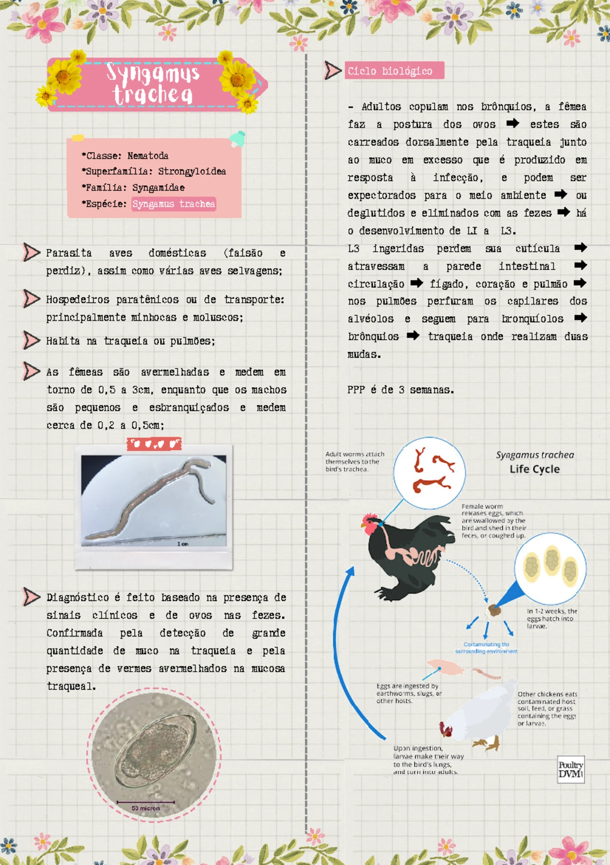 Parasito I - Strongylus vulgaris, S. edentatum e S. equinus ...
