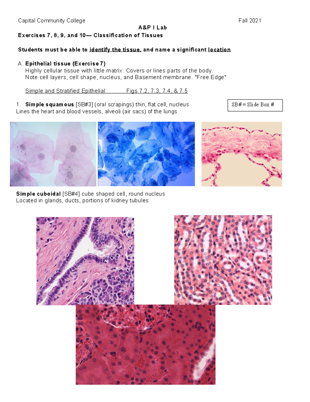 A&P I Lab: Tissue Classification Exercises 7-10 - Fall 2021 - Studocu