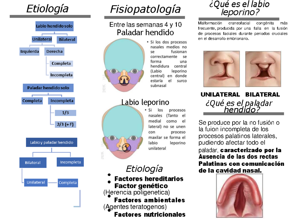 Etiología y Fisiopatología del Labio Leporino y Paladar Hendido - Studocu