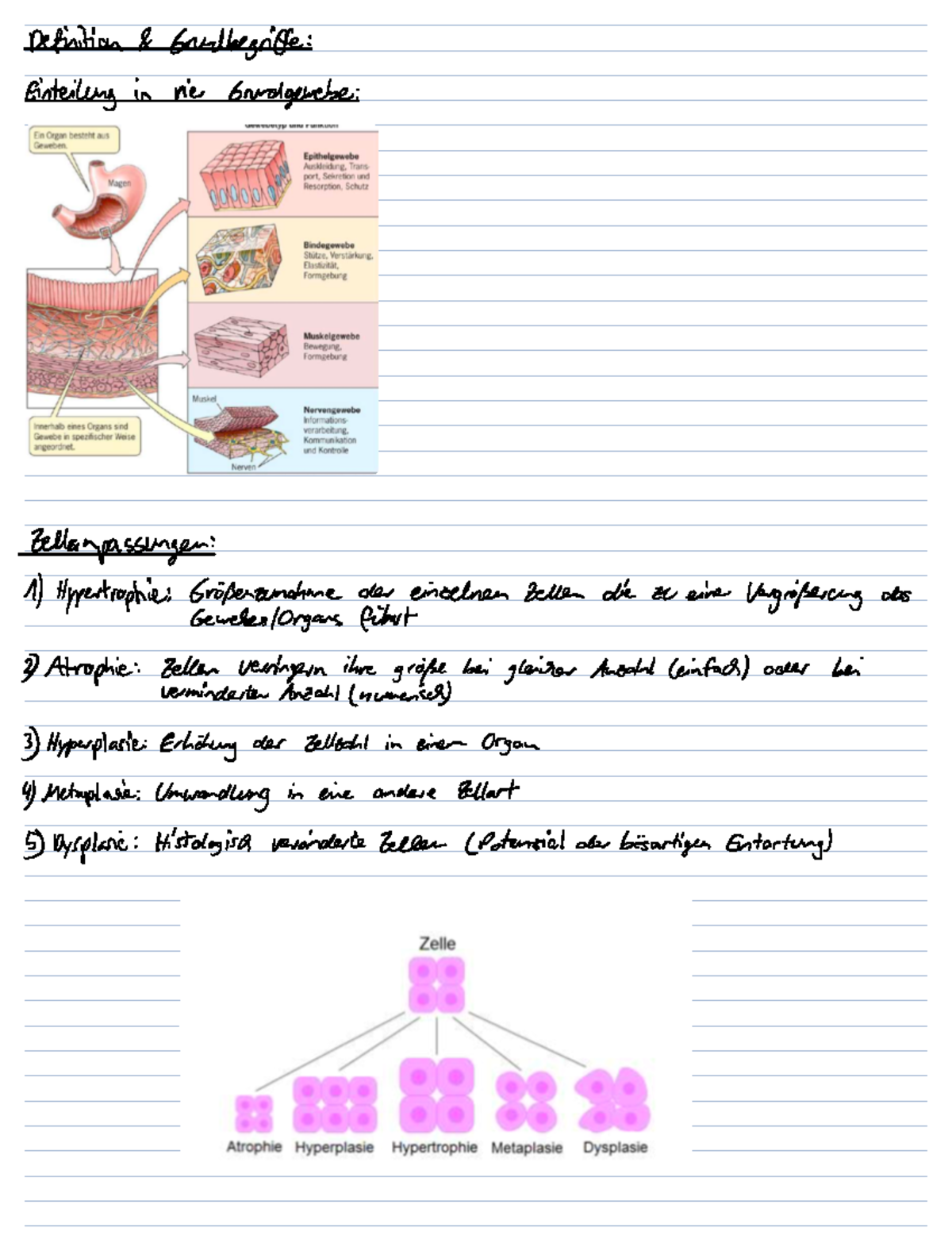 Grundlagen Histo Zusammenfassung - Definition Grundbegriffe Einteilung in vier Grundgewebe - Studocu