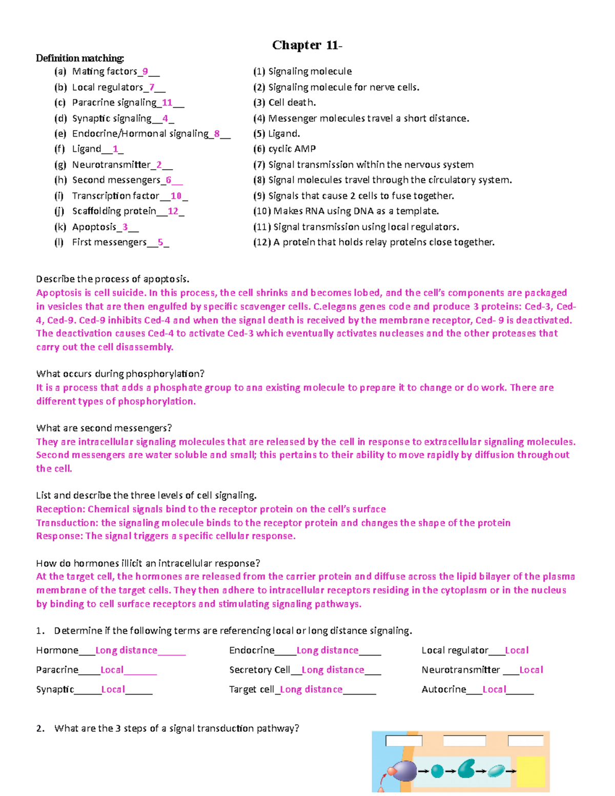Bio 181 Chapter 11 Homework - Cellular Signaling and Apoptosis - Studocu