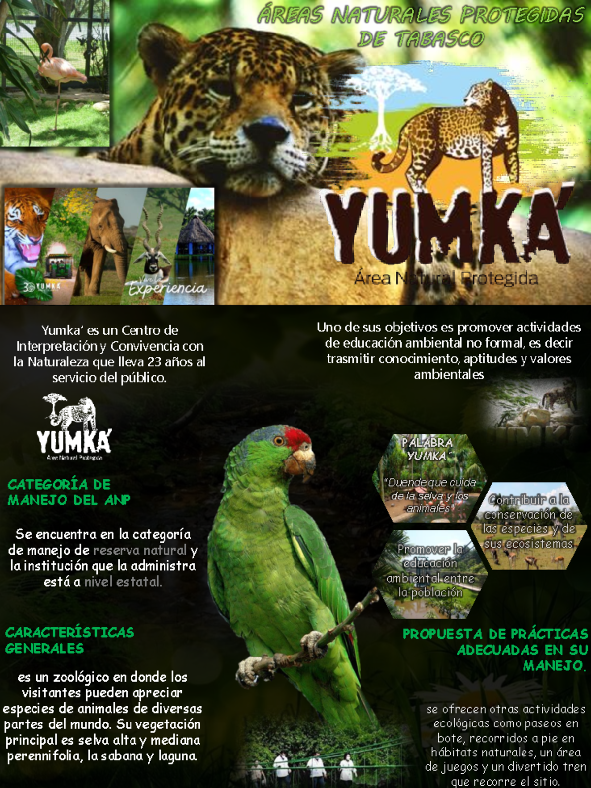 Jaguar - INFOGRAFIA “ÁREAS NATURALES PROTEGIDAS DE TABASCO” Yumka ...