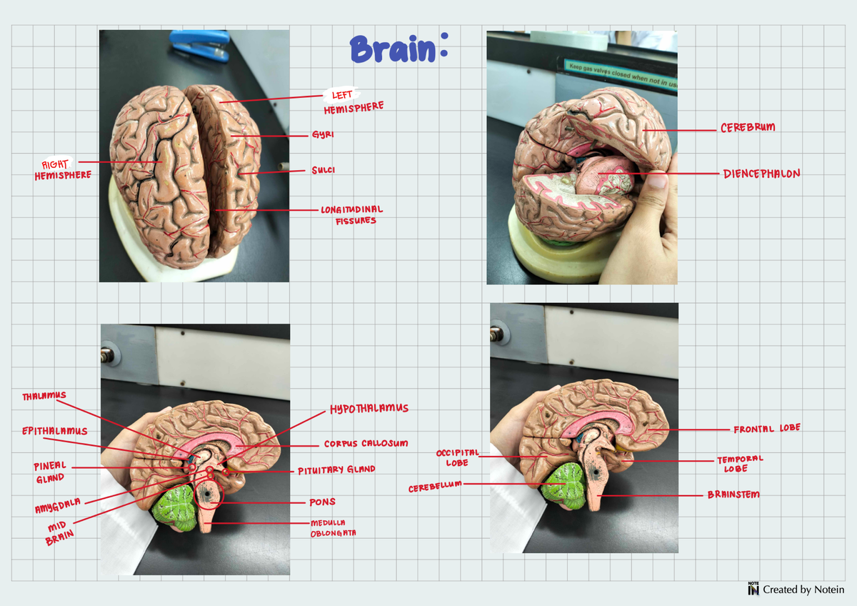 Analab- Moving-EXAM - Practice notes - Brain gas valves LEFT HEMISPHERE ...