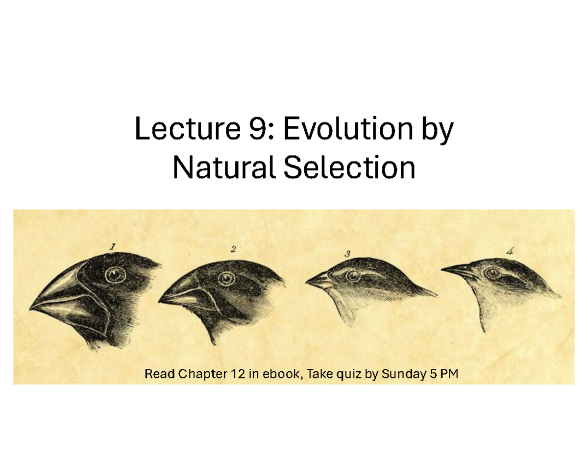 BIOL1113: Lecture Notes on Evolution, Natural Selection & Fitness - Studocu