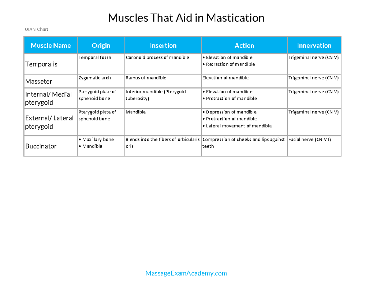 Oian-worksheet-mastication - Muscles That Aid in Mastication OIAN Chart ...