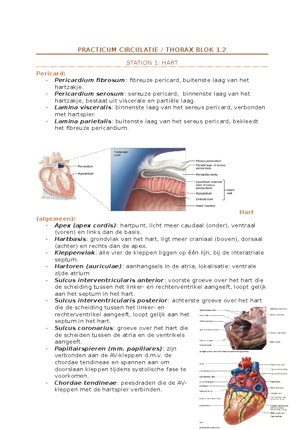 Practicum Circulatie en Thorax Blok 1: Hart en Thoraxwand - Studeersnel