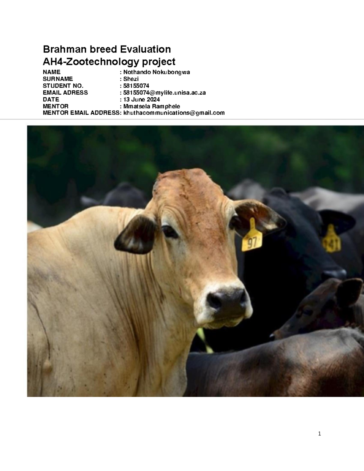 AH4-Zootechnology Project: Brahman Breed Evaluation Report - Studocu