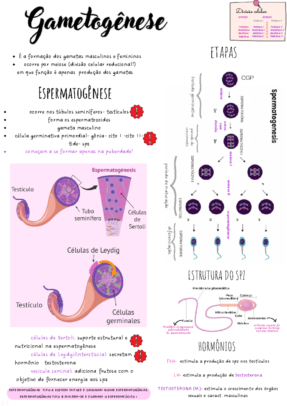Gametogênese - Resumo sobre gametogênese - Período germinativo ocorre ...