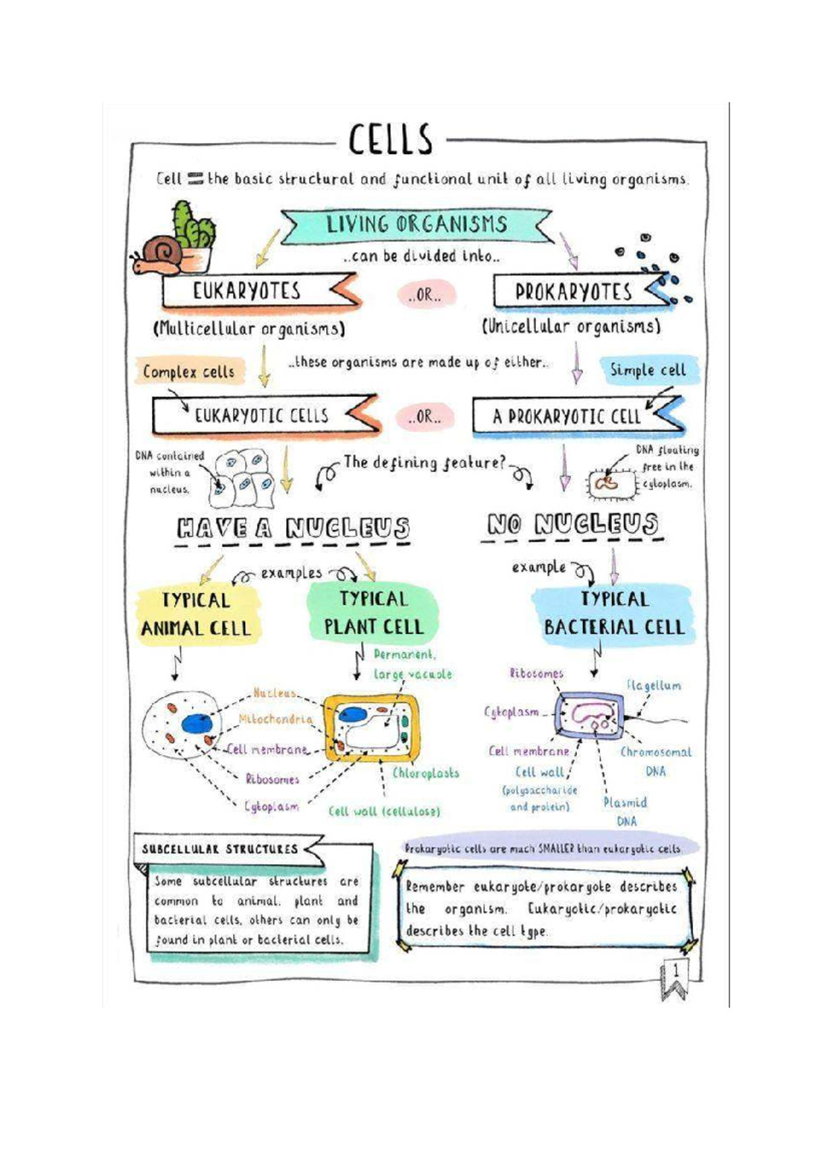 Cells - Biology Notes: Eukaryotes vs Prokaryotes Overview - Studocu