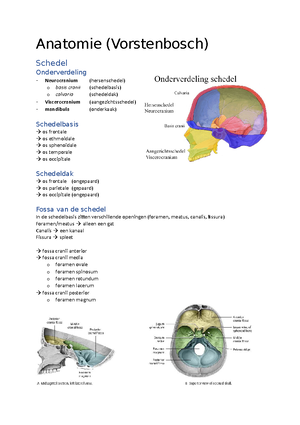[Solved] wat is Processus alveolaris - Functionele Anatomie (MTI-1 ...