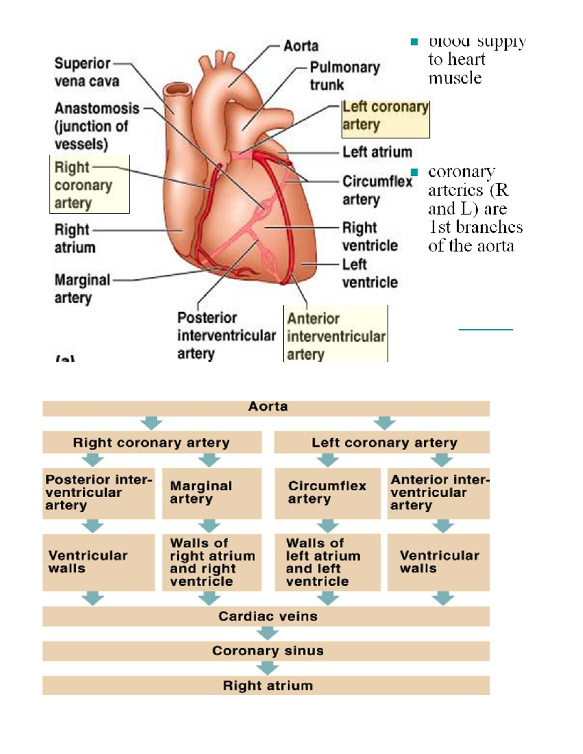Cardiac lab handout - review sheet - Aorta DIOOG supply Superior to ...