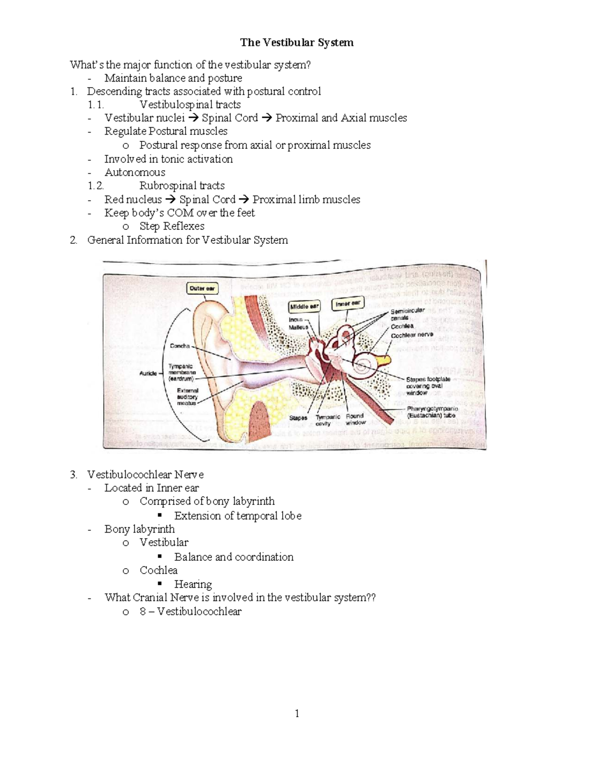 C11 Vestibular System: Functions, Pathways, and Pathologies - Studocu