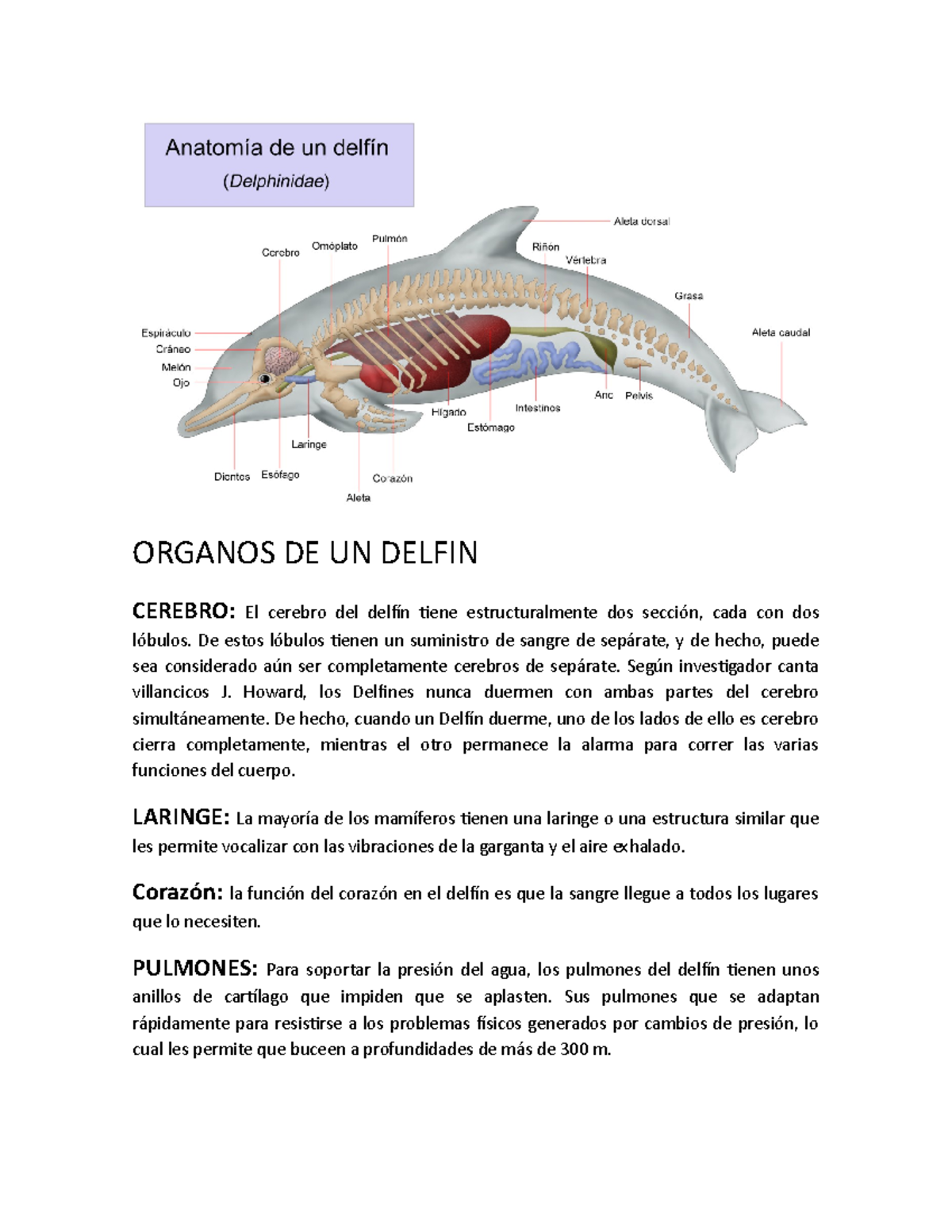 Anatomía Del Delfín Macho