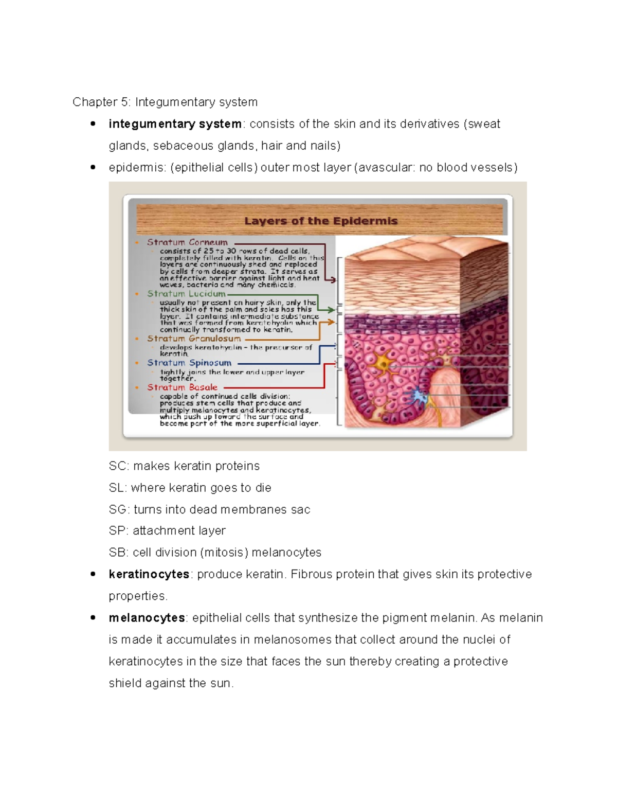 Ch. 4-6 study guide - Lecture notes 4-6 - Chapter 5: Integumentary ...