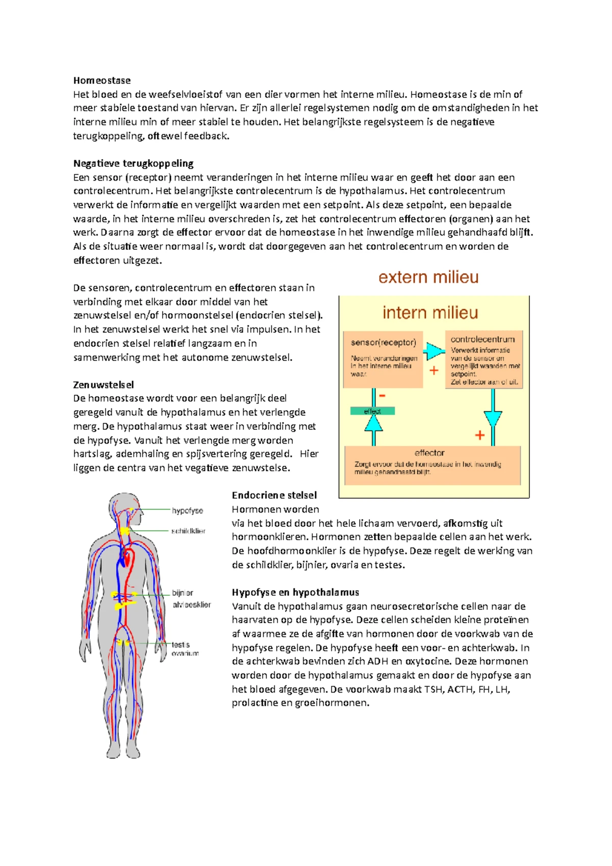 Anatomy of the cow - anatomie van een koe - descending colon transverse ...