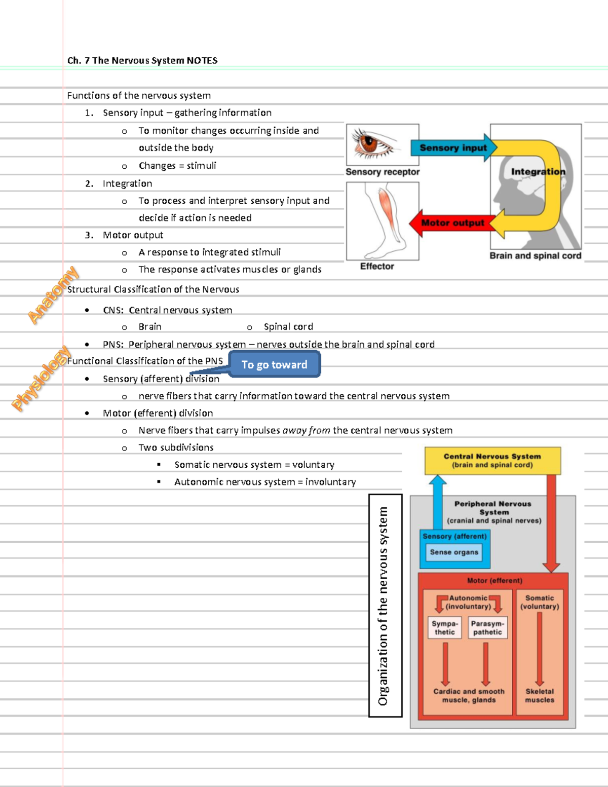 Nervous System Notes: Functions, Structure, and Classification (Ch. 7 ...