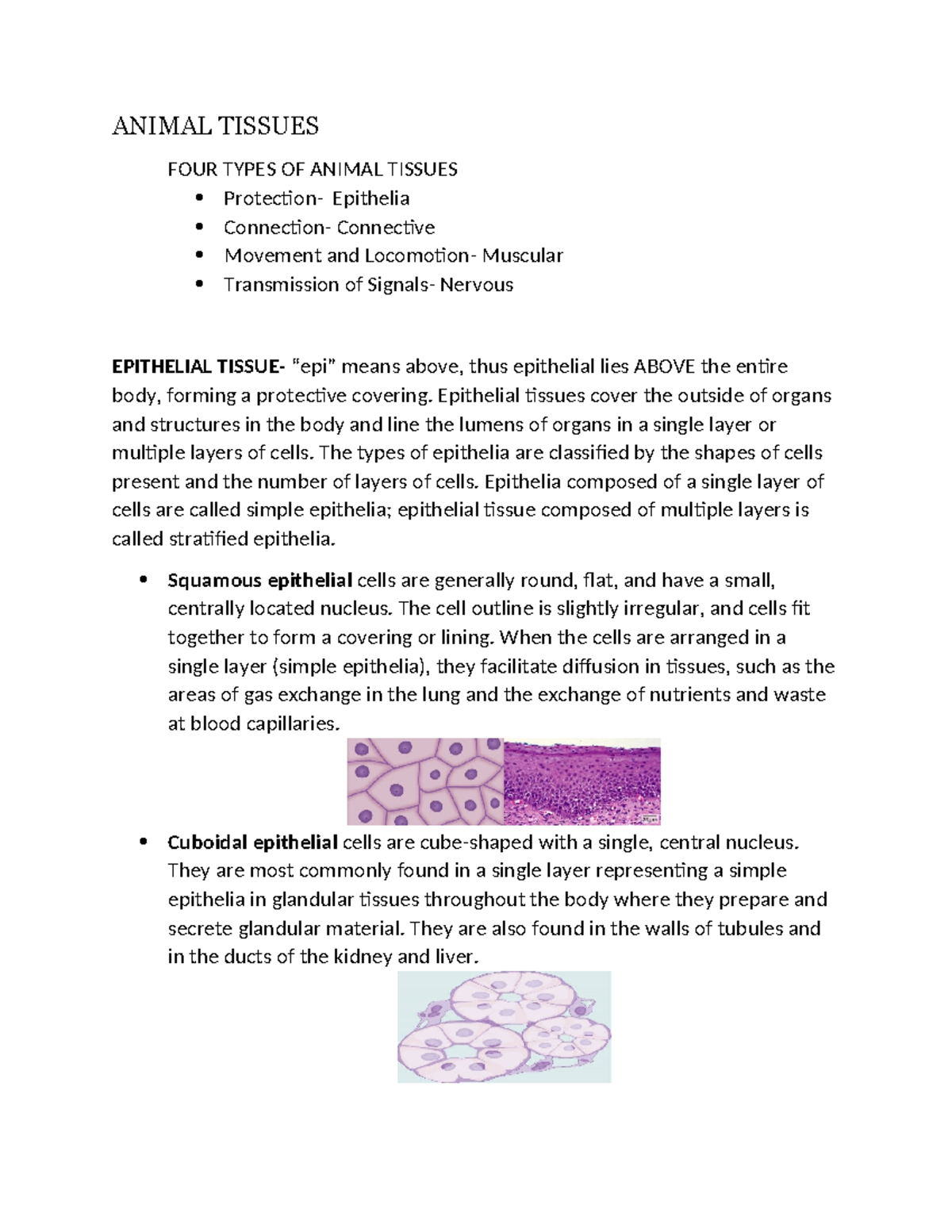 Animal Tissues - USEFUL - ANIMAL TISSUES FOUR TYPES OF ANIMAL TISSUES ...