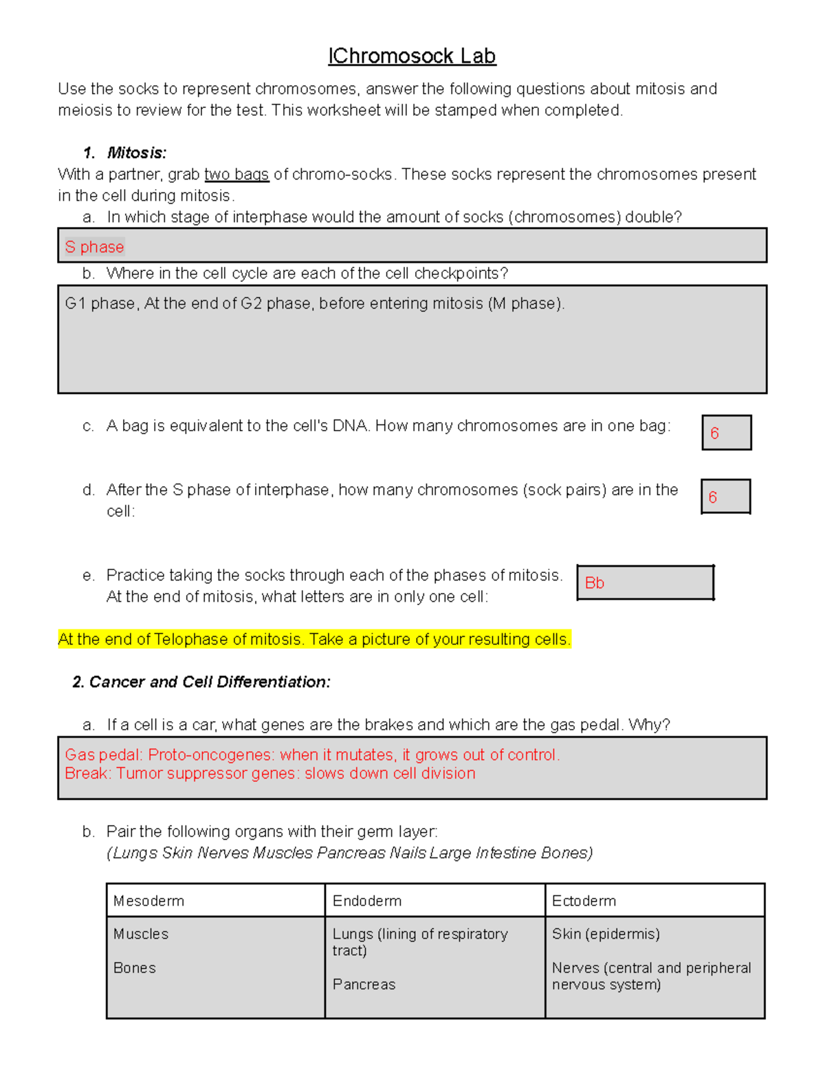 Mitosis/Meiosis Sock Lab Review (Biology) - Student Version ...