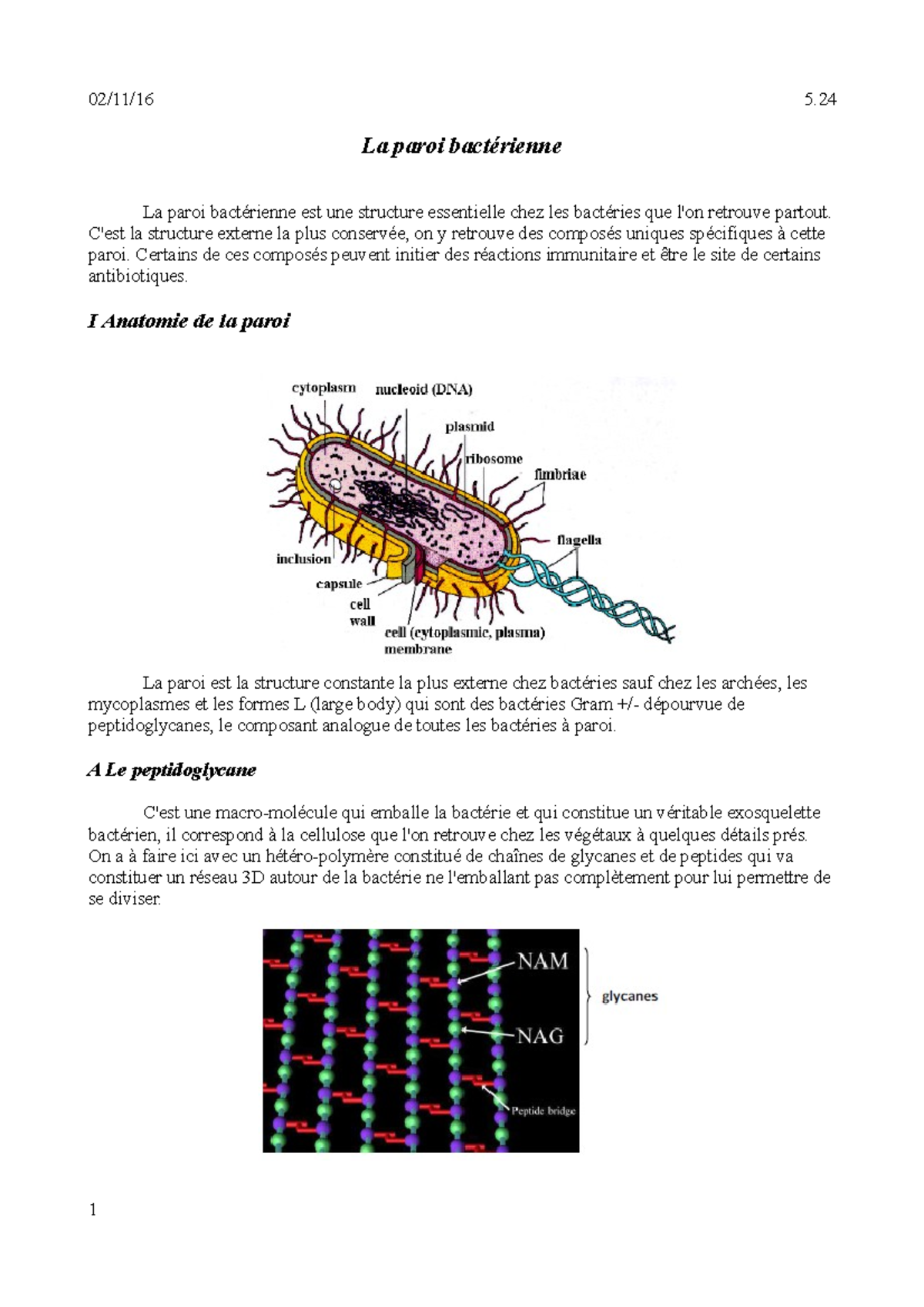 La paroi bactérienne - La paroi bactérienne La paroi bactérienne est ...