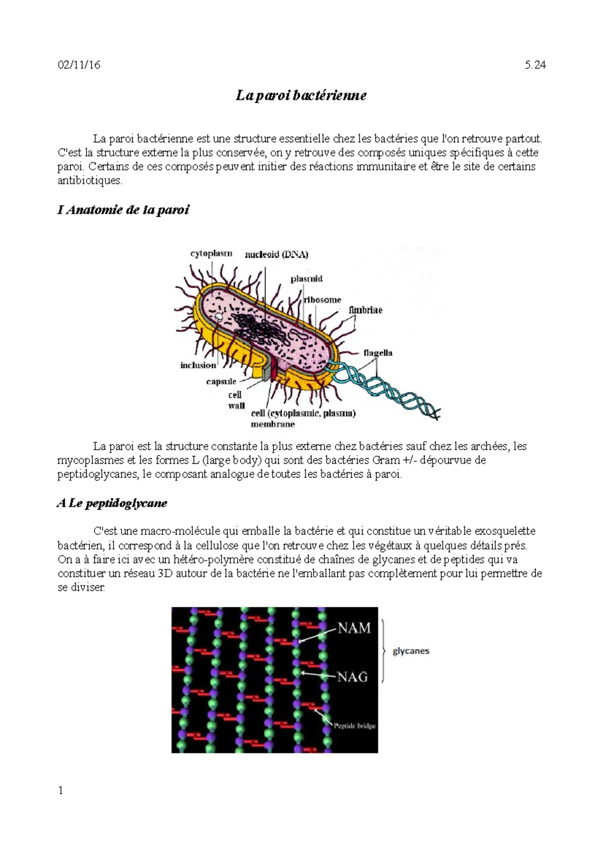 La paroi bactérienne - La paroi bactérienne La paroi bactérienne est ...