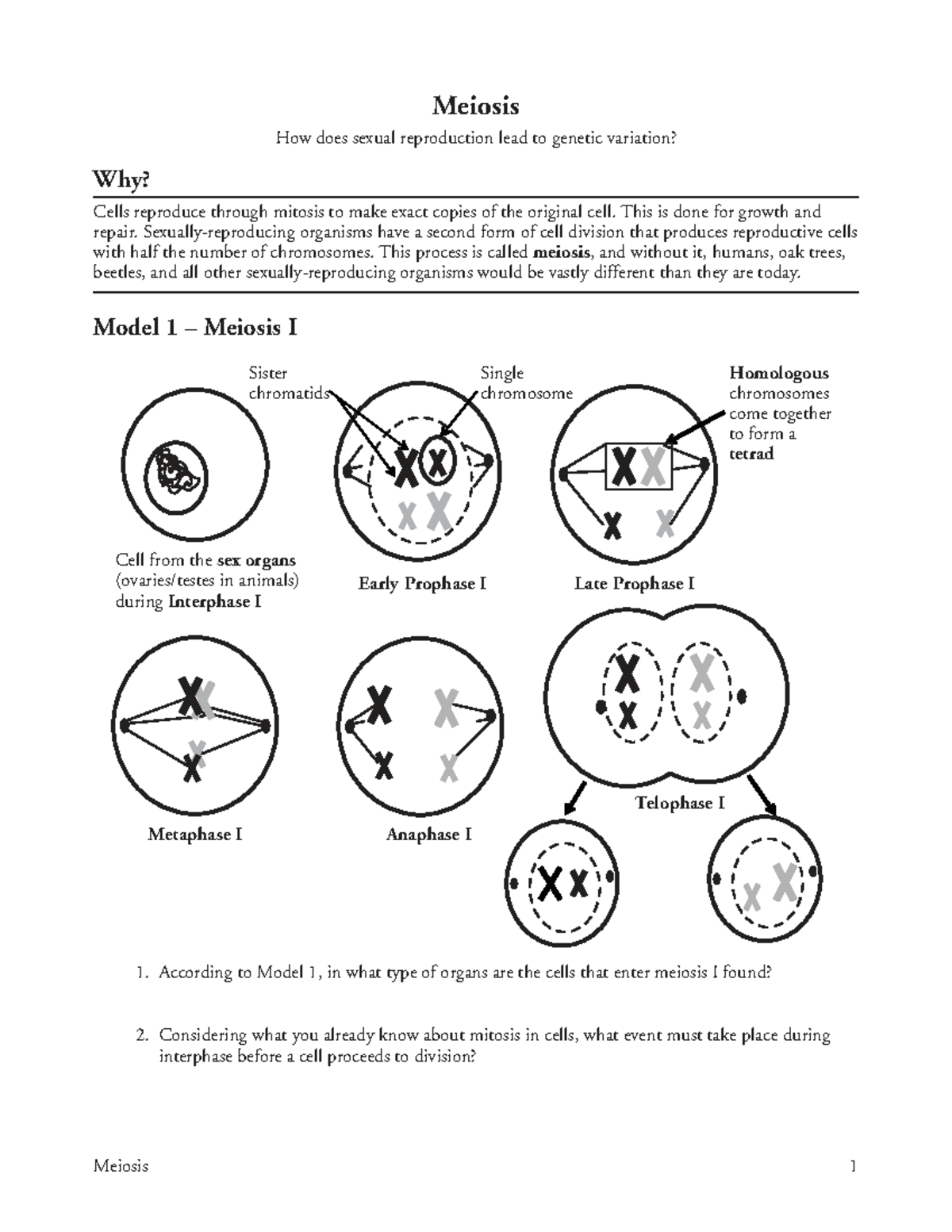 Meiosis POGIL: Understanding Genetic Variation in Bio 101 - Studocu