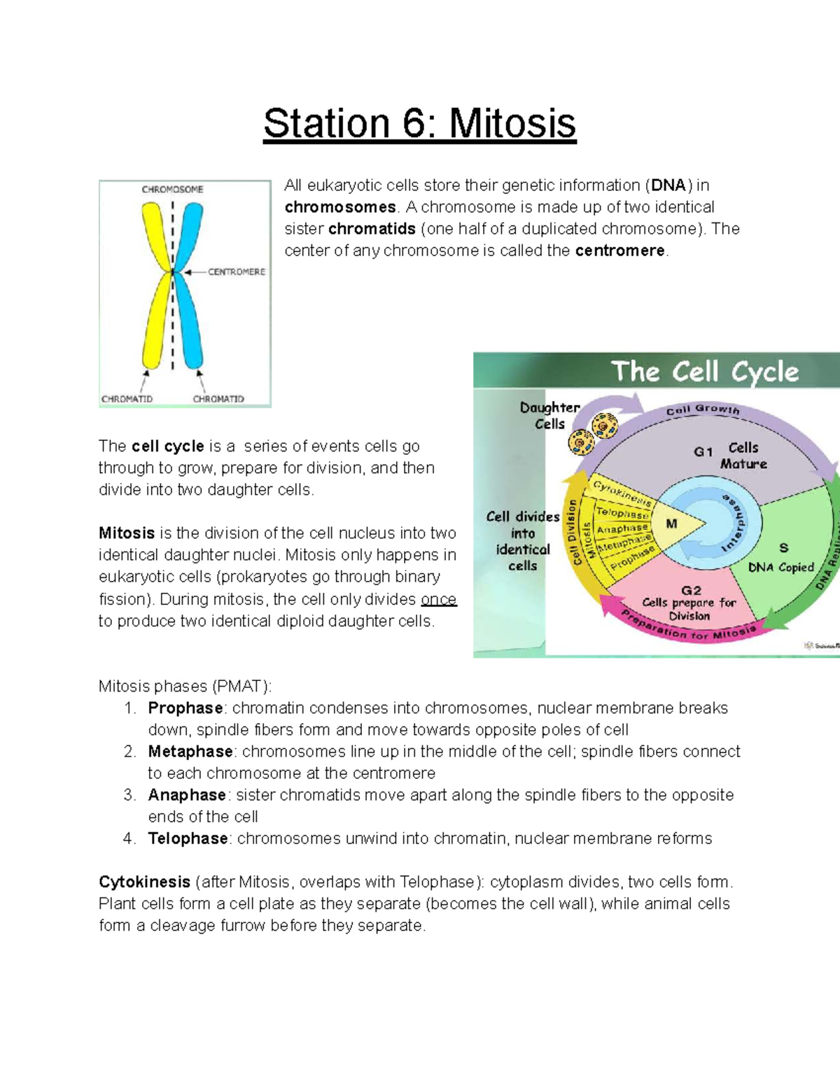 Mitosis & Meiosis Reference Sheets (Biology 6) - Studocu