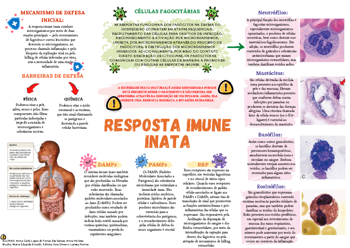 Mapa mental imunologia - A IMUNIDADE INATA (NATURAL) É ASSIM DENOMINADA ...