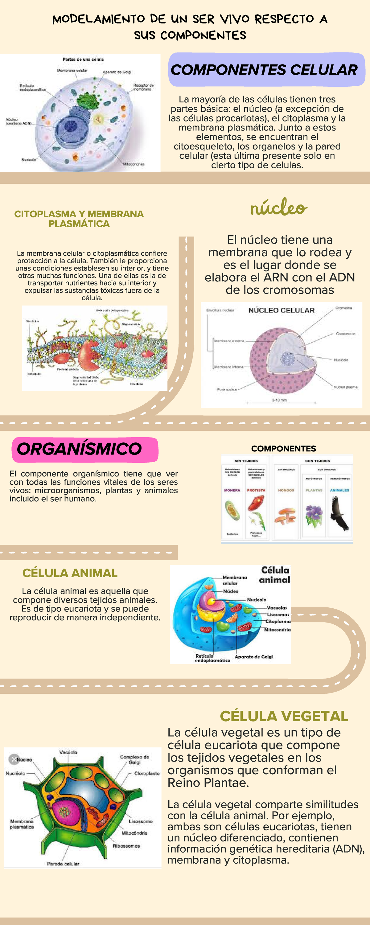 Nfografía sobre el modelamiento de un ser vivo respecto a sus ...