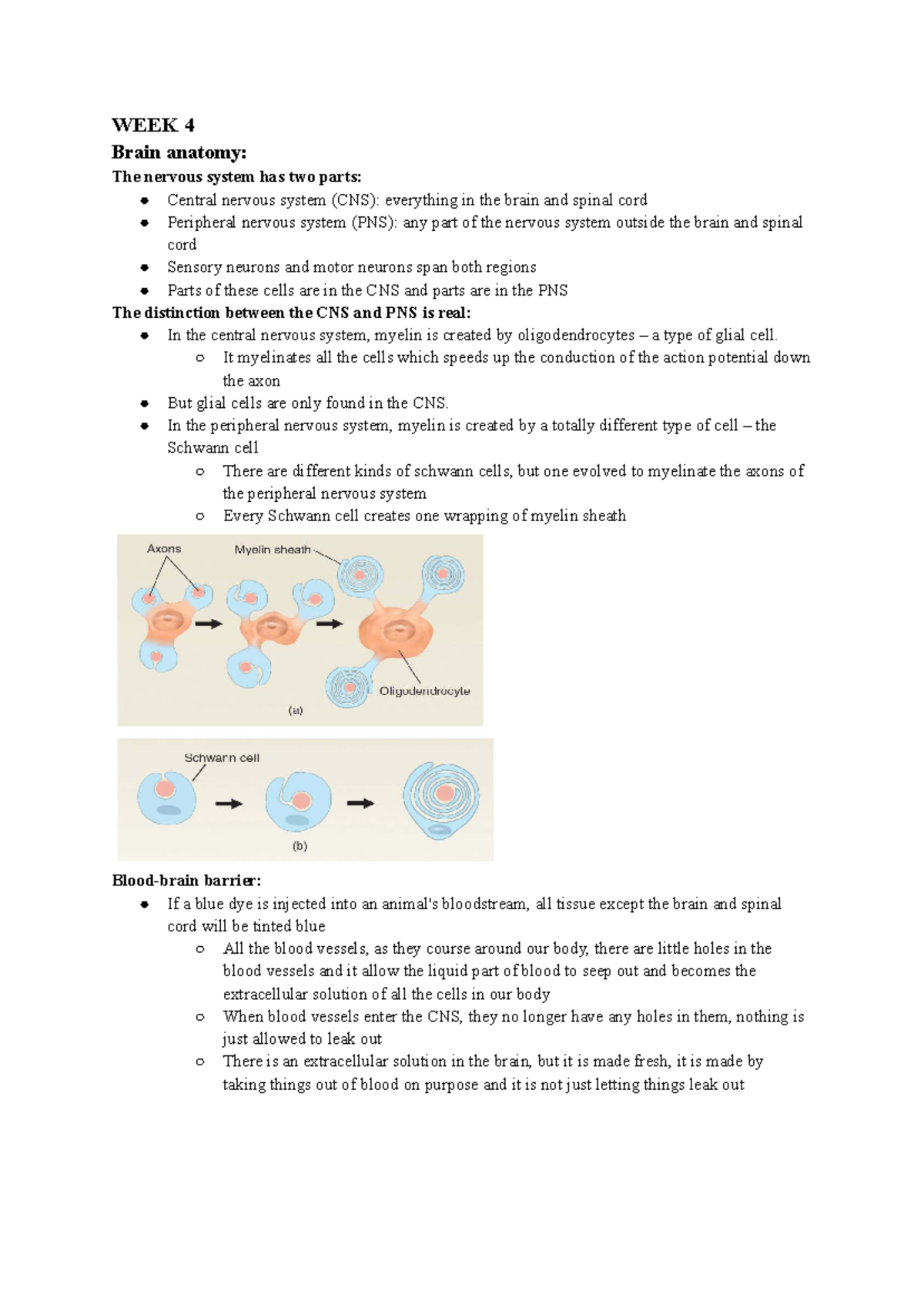 Week 4 Lecture Notes: Brain Anatomy and Nervous System - Studocu