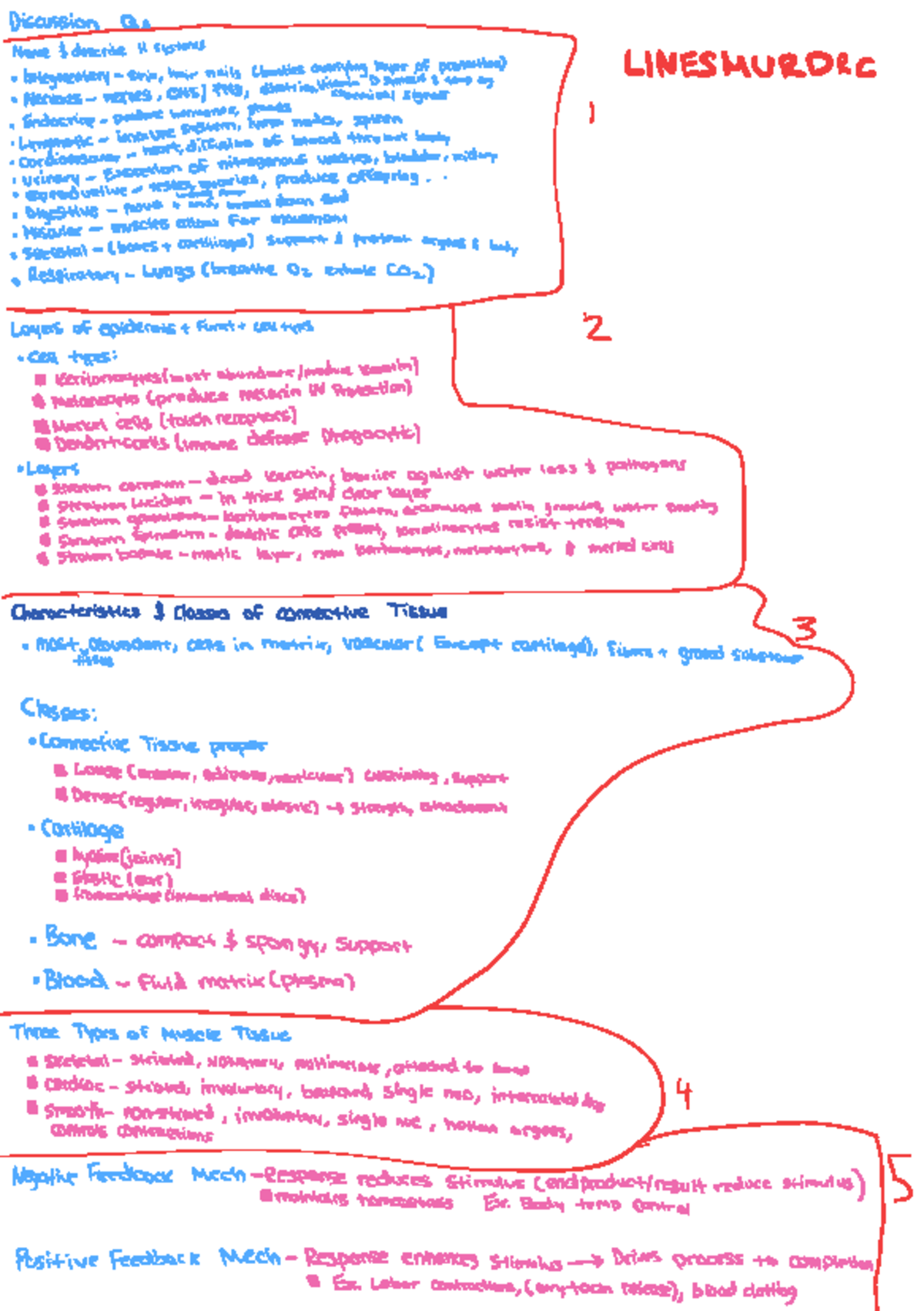 Anatomy & Physiology (BIO 101): Overview of Tissue Types & Functions ...